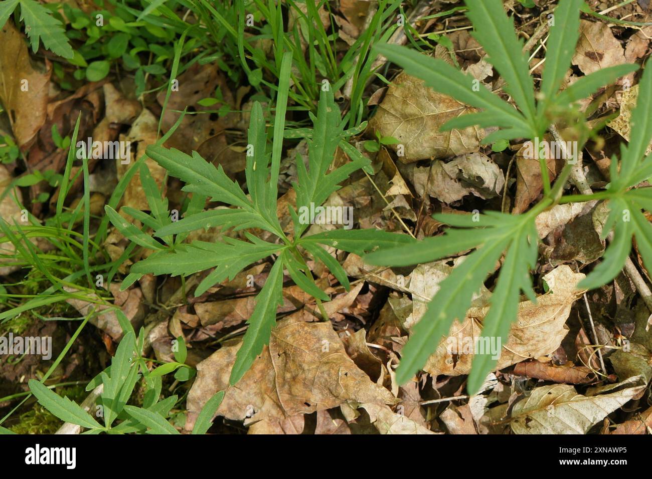 cut-leaved toothwort (Cardamine concatenata) Plantae Stock Photo - Alamy