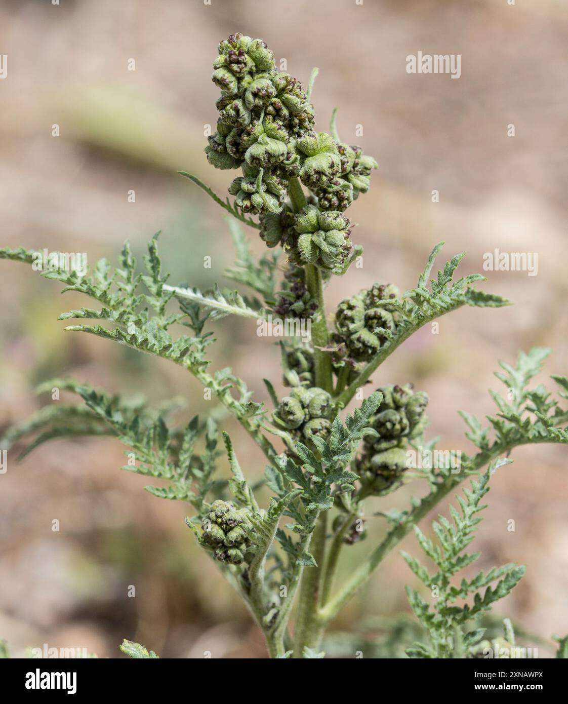 Skeletonleaf Bur Ragweed (Ambrosia tomentosa) Plantae Stock Photo - Alamy