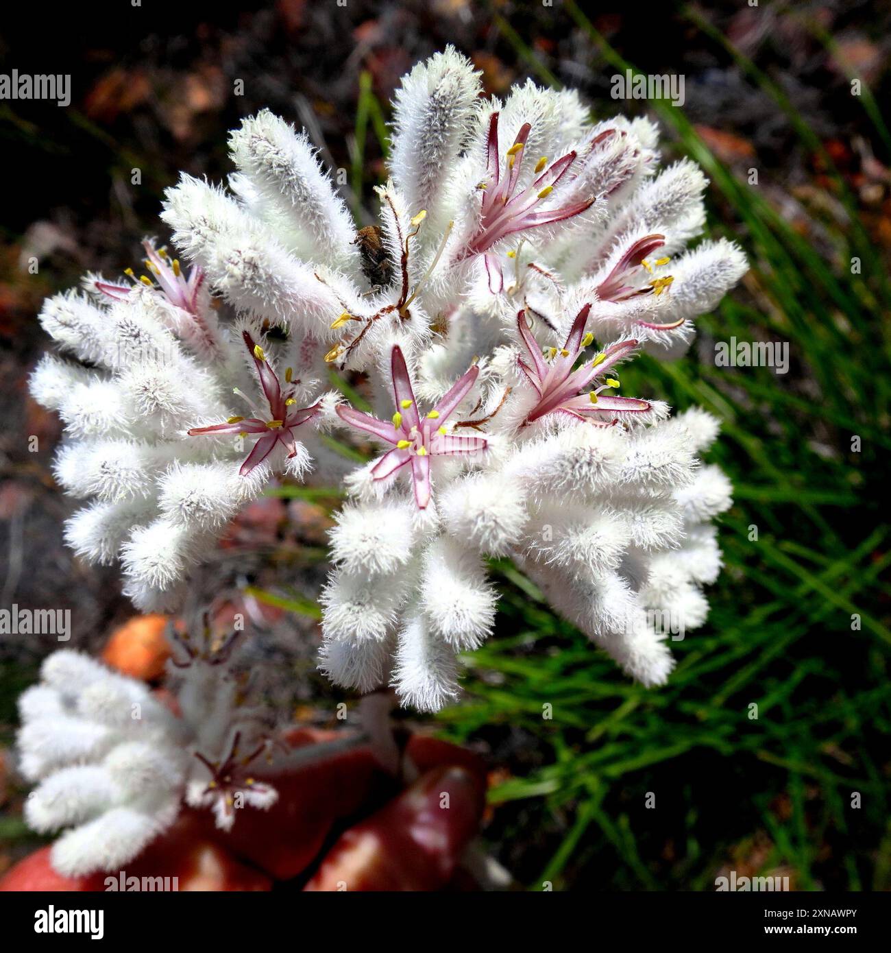 Lambstail (Lanaria lanata) Plantae Stock Photo - Alamy