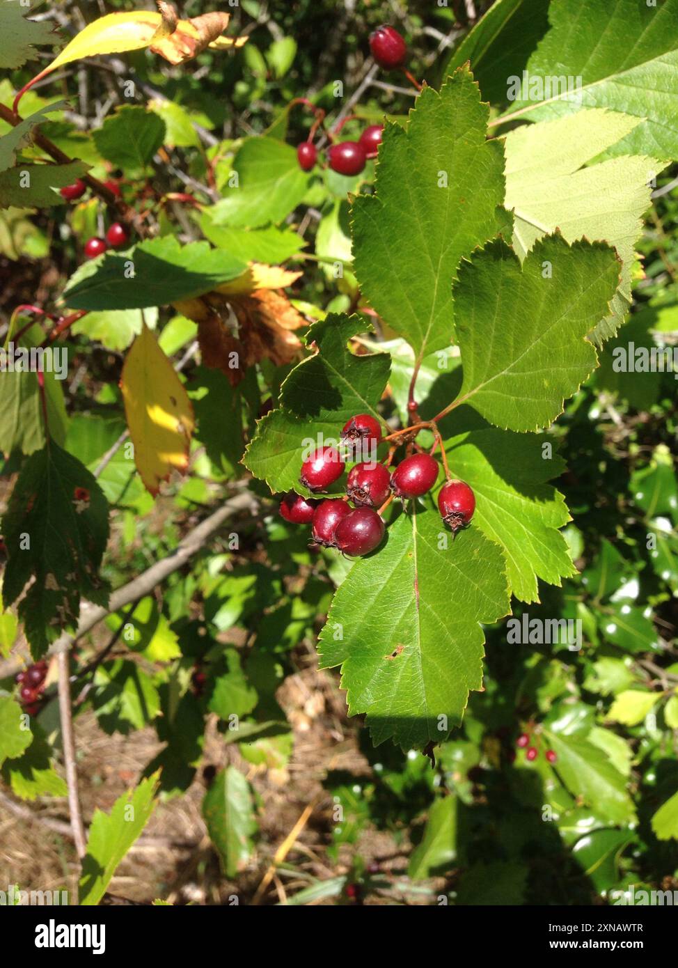Black Hawthorn (Crataegus douglasii) Plantae Stock Photo - Alamy