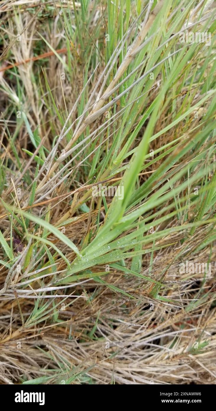 Saltgrass (Distichlis spicata) Plantae Stock Photo - Alamy