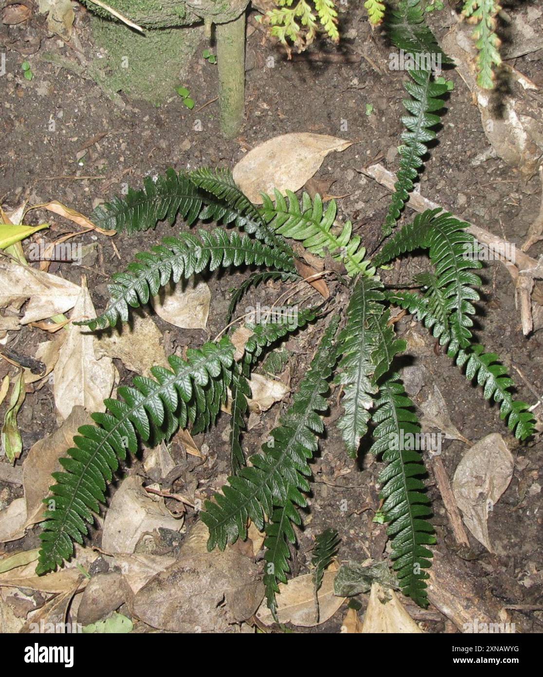 Blechnum chambersii hi-res stock photography and images - Alamy