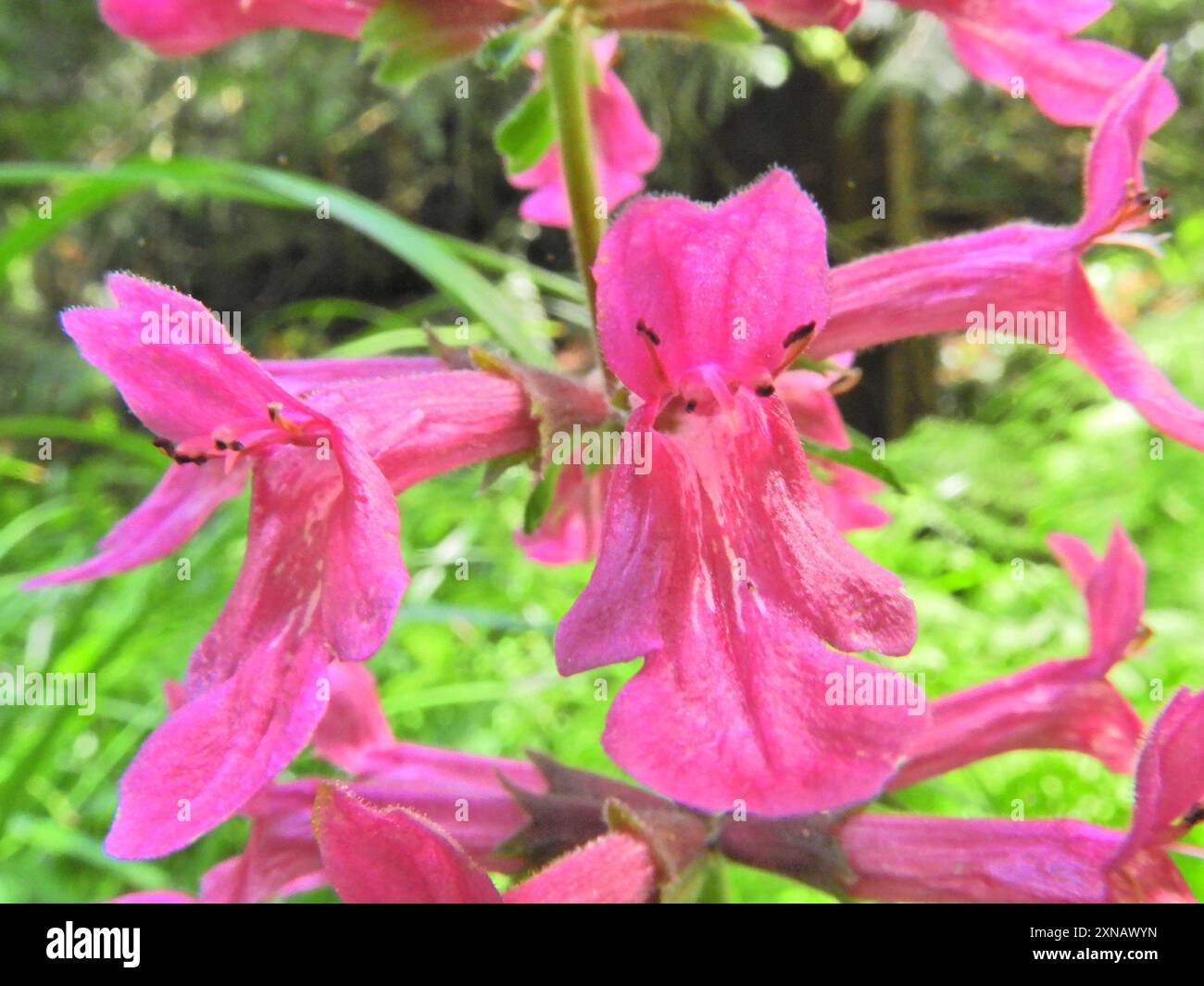 Coastal Hedge-nettle (Stachys chamissonis) Plantae Stock Photo - Alamy