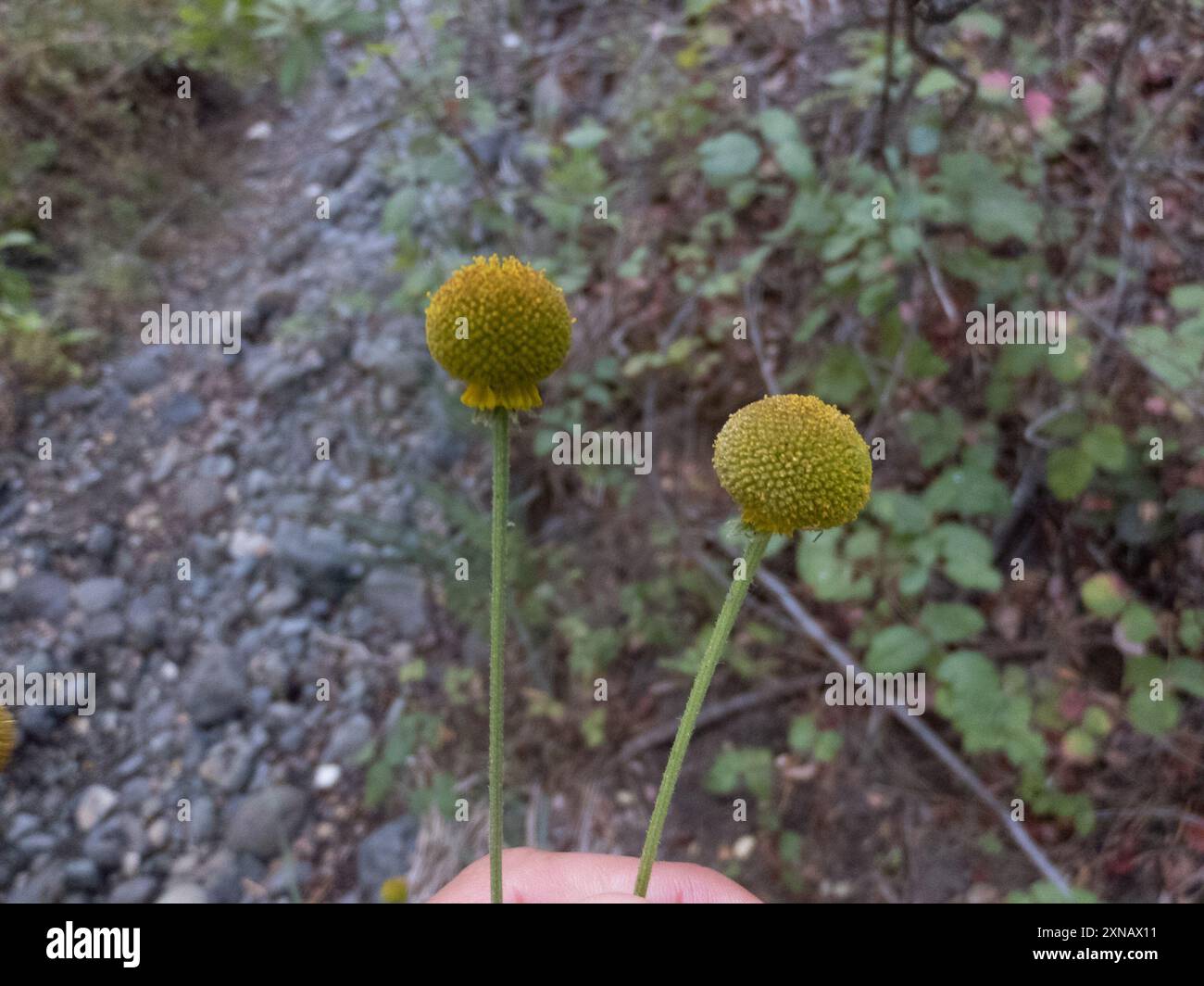 Rosilla (Helenium puberulum) Plantae Stock Photo - Alamy