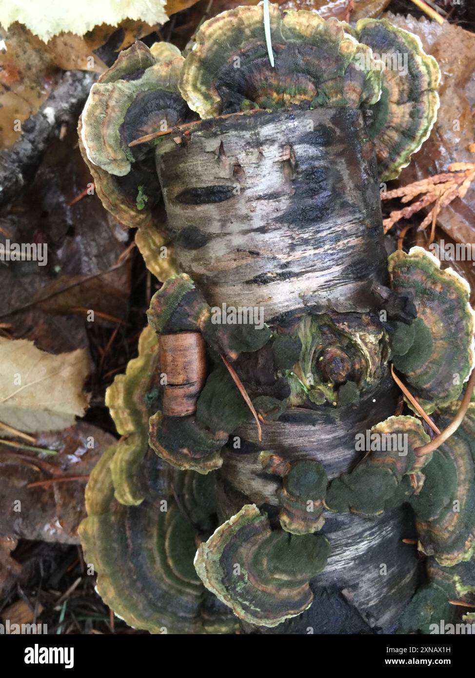 turkey-tail (Trametes versicolor) Fungi Stock Photo - Alamy