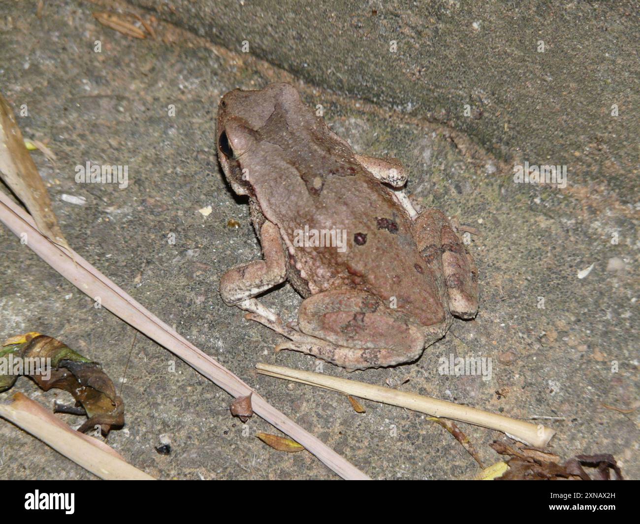 African Red Toad (Schismaderma carens) Amphibia Stock Photo - Alamy