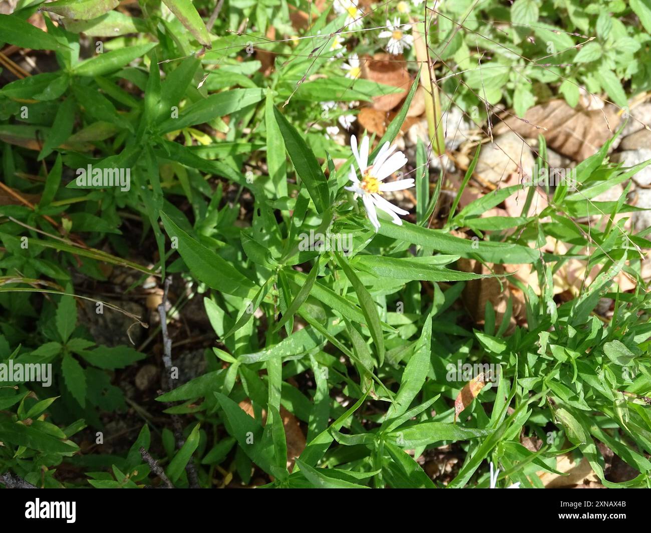 panicled aster (Symphyotrichum lanceolatum) Plantae Stock Photo - Alamy