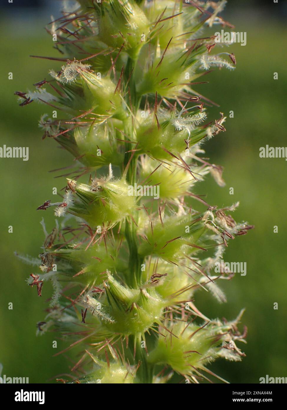 Southern Sandbur (Cenchrus echinatus) Plantae Stock Photo - Alamy
