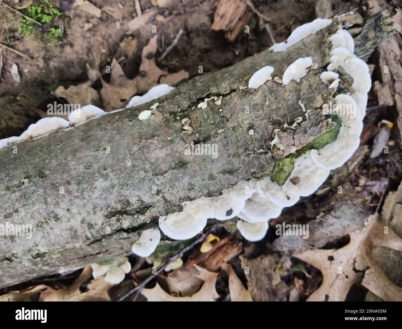 shelf fungi (Polyporales) Fungi Stock Photo - Alamy