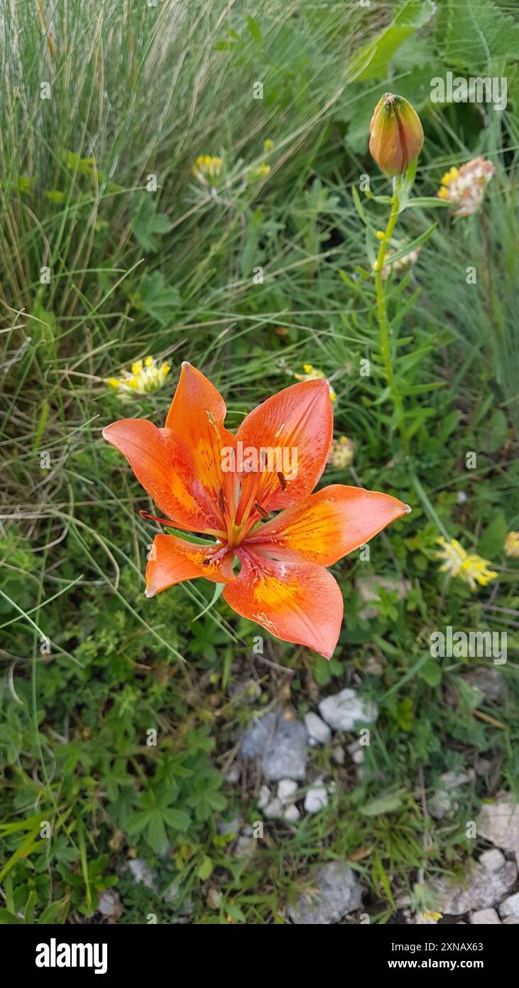 fire lily (Lilium bulbiferum) Plantae Stock Photo - Alamy