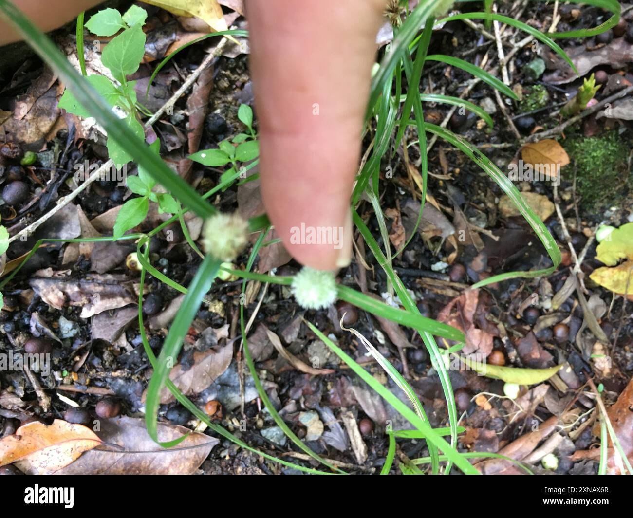 Shortleaf Spikesedge (Cyperus brevifolius) Plantae Stock Photo - Alamy