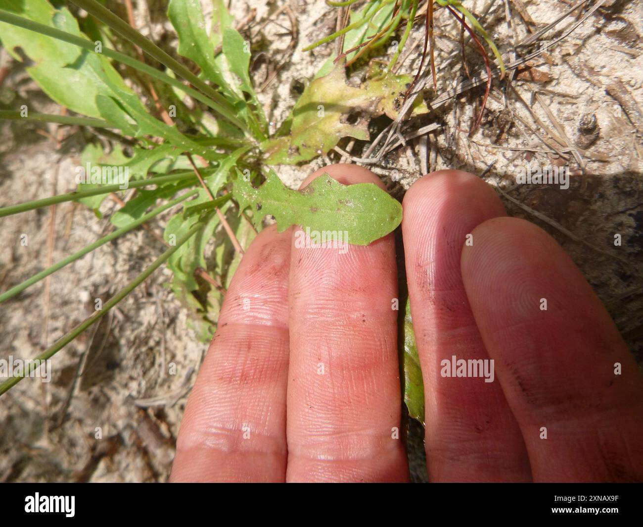Smooth Cat's Ear (Hypochaeris glabra) Plantae Stock Photo - Alamy