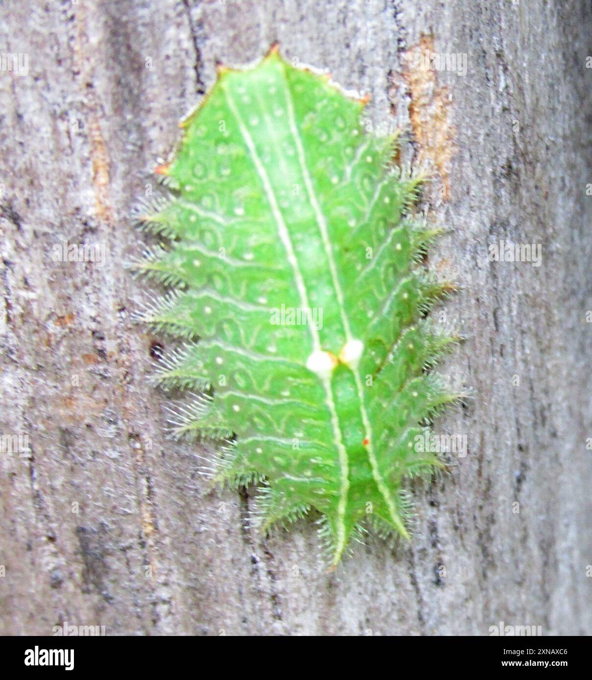 Crowned Slug Moth (Isa textula) Insecta Stock Photo - Alamy