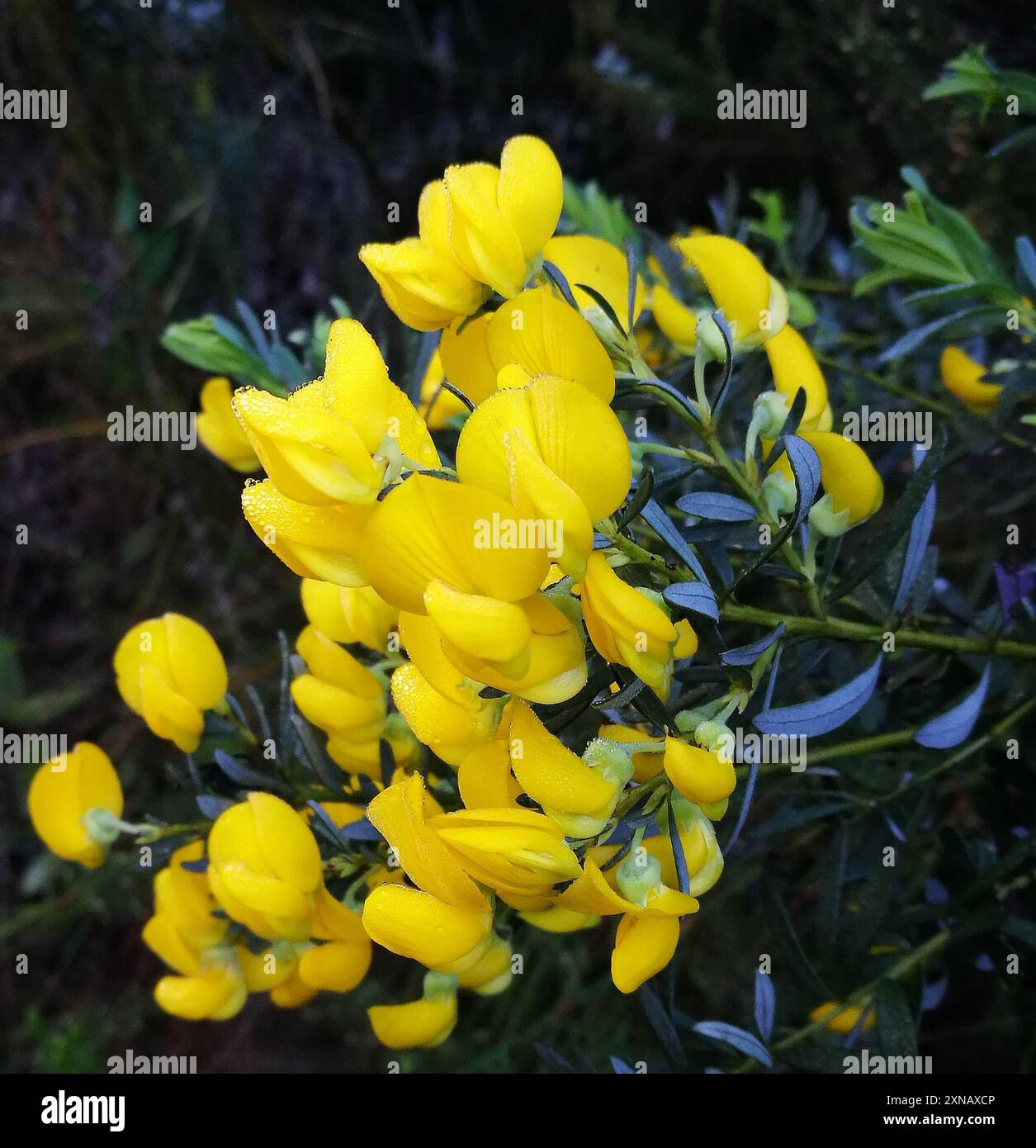 Vlei Honeybush (Cyclopia subternata) Plantae Stock Photo - Alamy