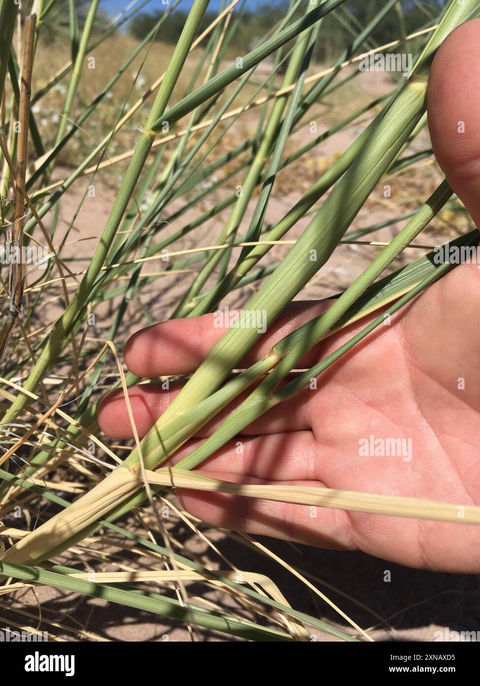 Giant Dropseed (Sporobolus giganteus) Plantae Stock Photo - Alamy