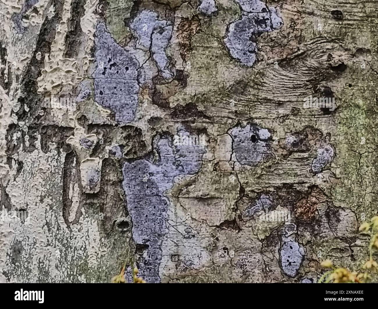 Cryptococcus fagisuga hi-res stock photography and images - Alamy