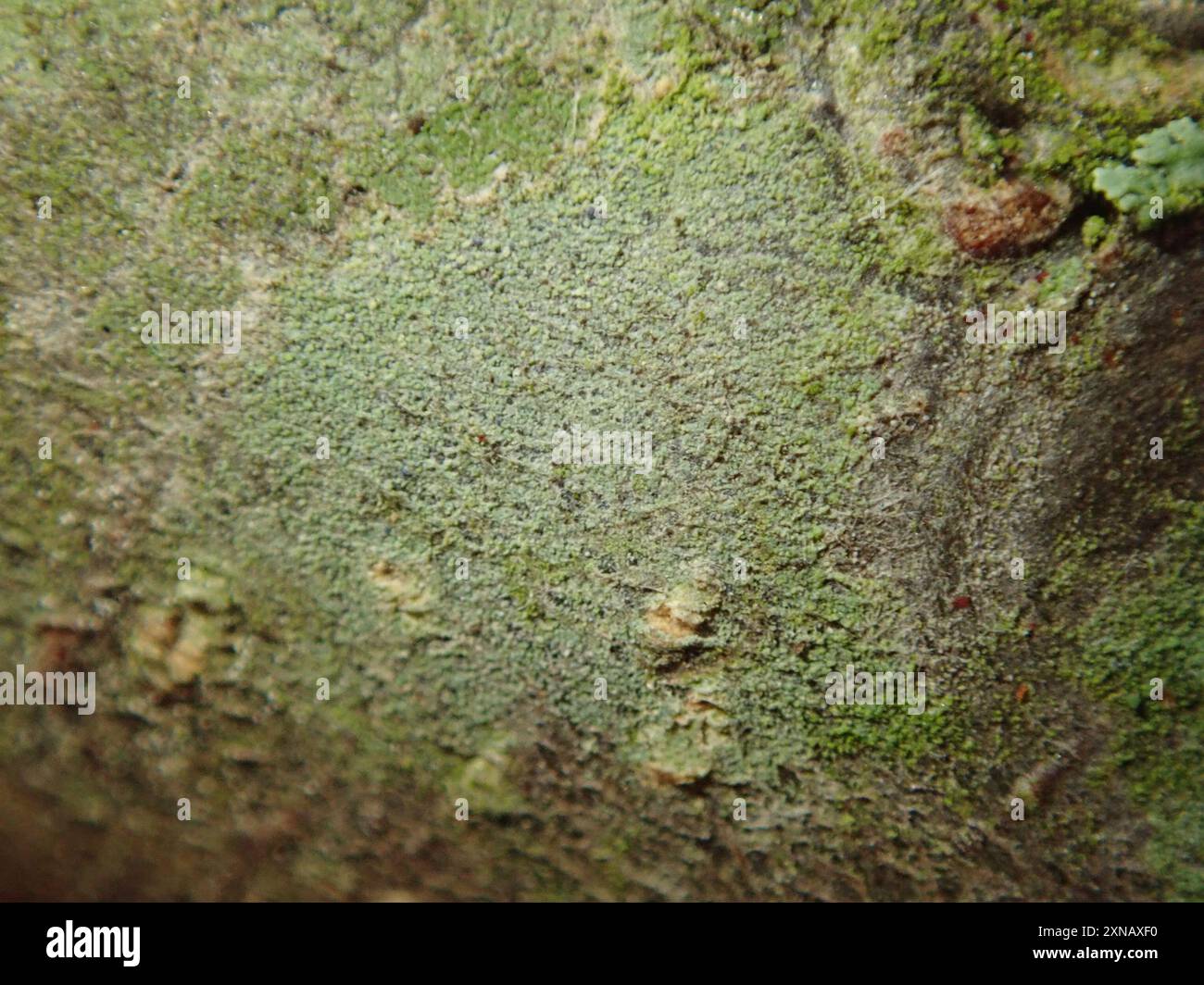 Ascomycete Fungi (Ascomycota) Fungi Stock Photo - Alamy