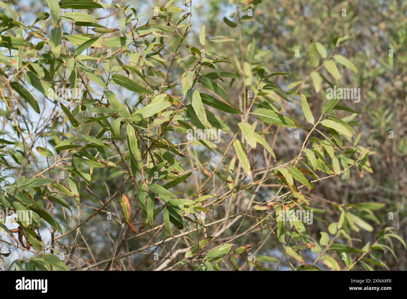 red willow (Salix laevigata) Plantae Stock Photo - Alamy