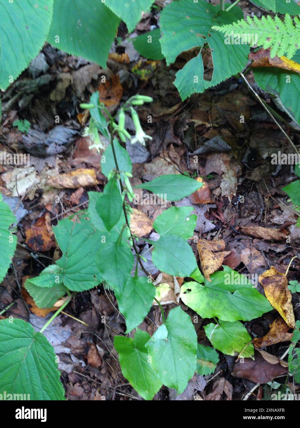 tall rattlesnake root (Nabalus altissimus) Plantae Stock Photo - Alamy