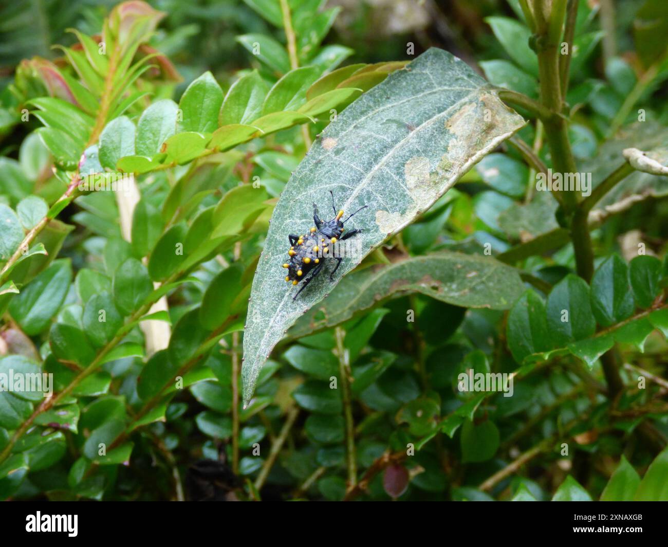 True Weevils (Curculionidae) Insecta Stock Photo - Alamy