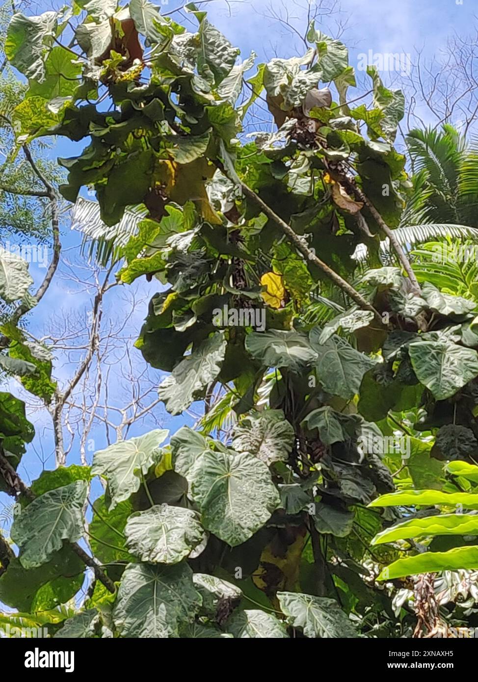 Pengua (Macaranga mappa) Plantae Stock Photo - Alamy