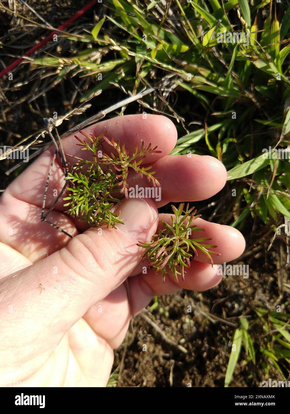 carpet crane's-bill (Geranium incanum) Plantae Stock Photo - Alamy