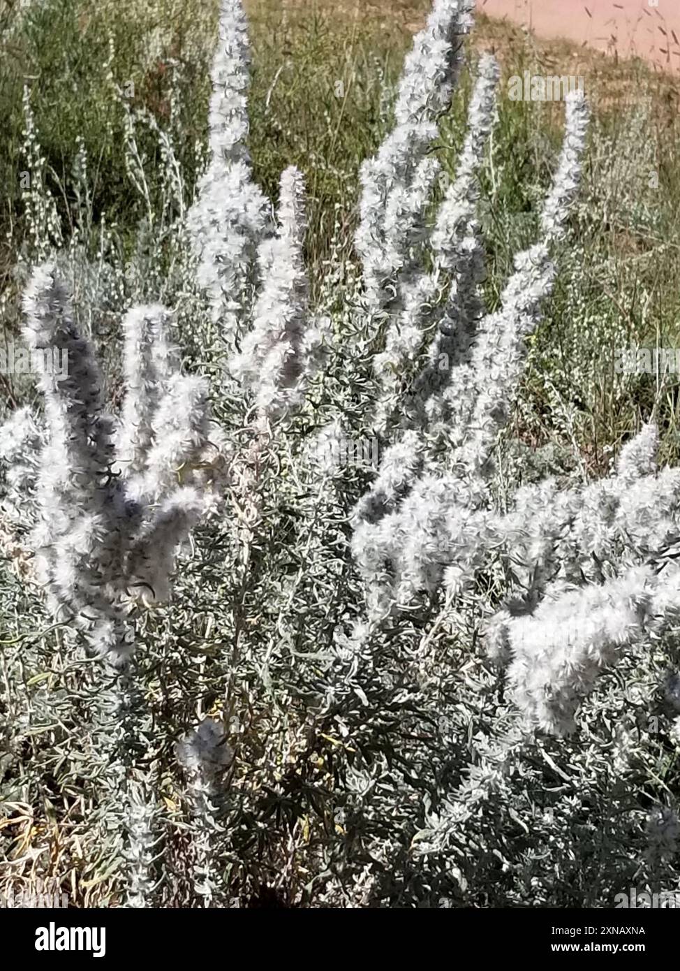 Winterfat (Krascheninnikovia lanata) Plantae Stock Photo - Alamy