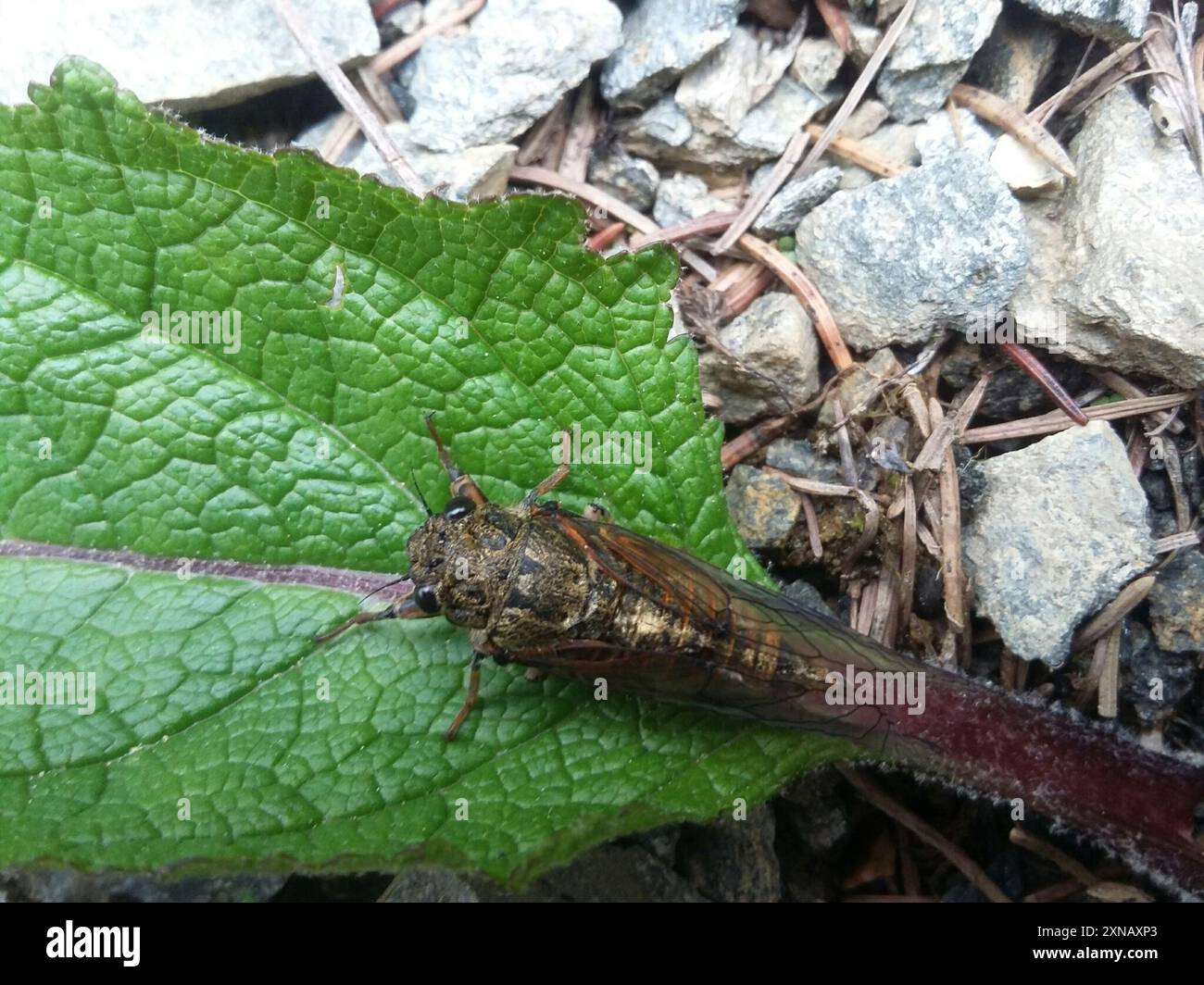 New Forest Cicada (Cicadetta montana) Insecta Stock Photo - Alamy