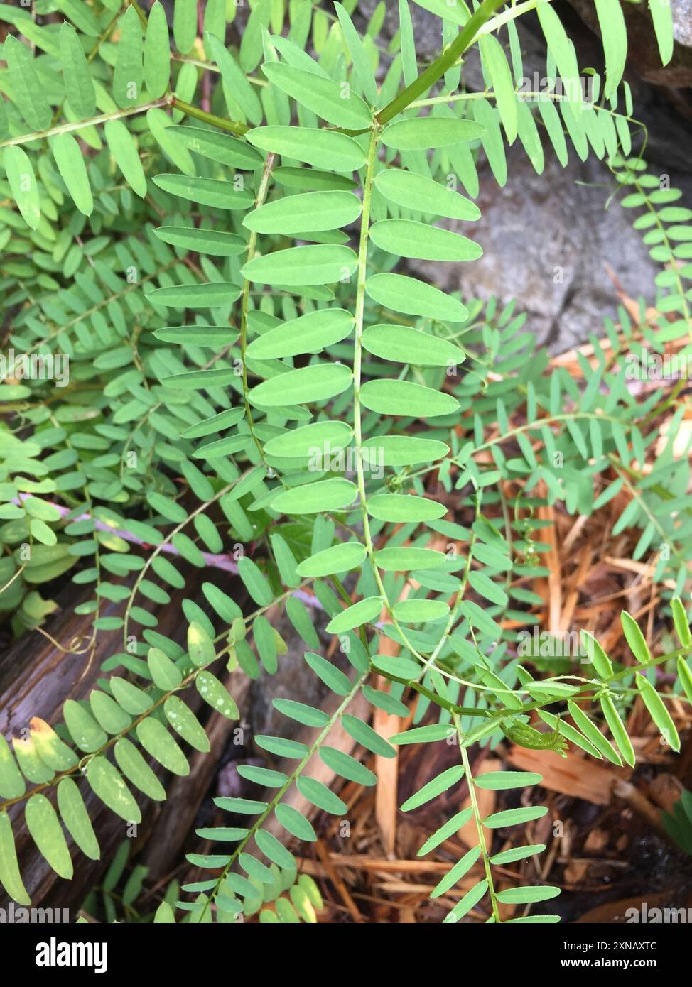 giant vetch (Vicia gigantea) Plantae Stock Photo - Alamy
