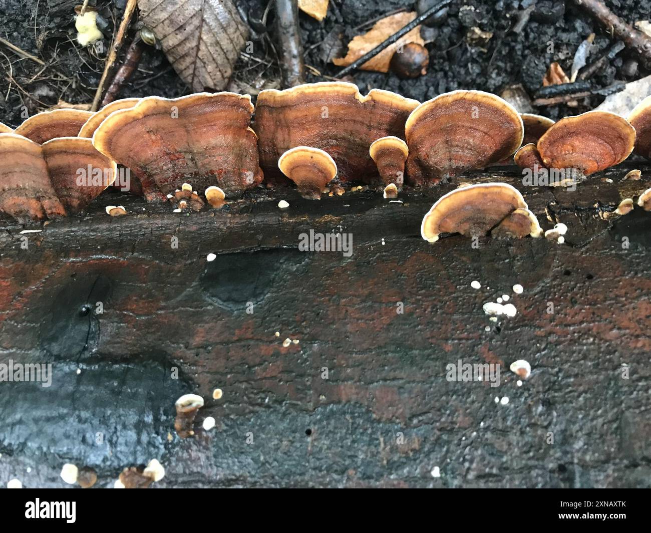 False Turkey-Tail (Stereum ostrea) Fungi Stock Photo - Alamy