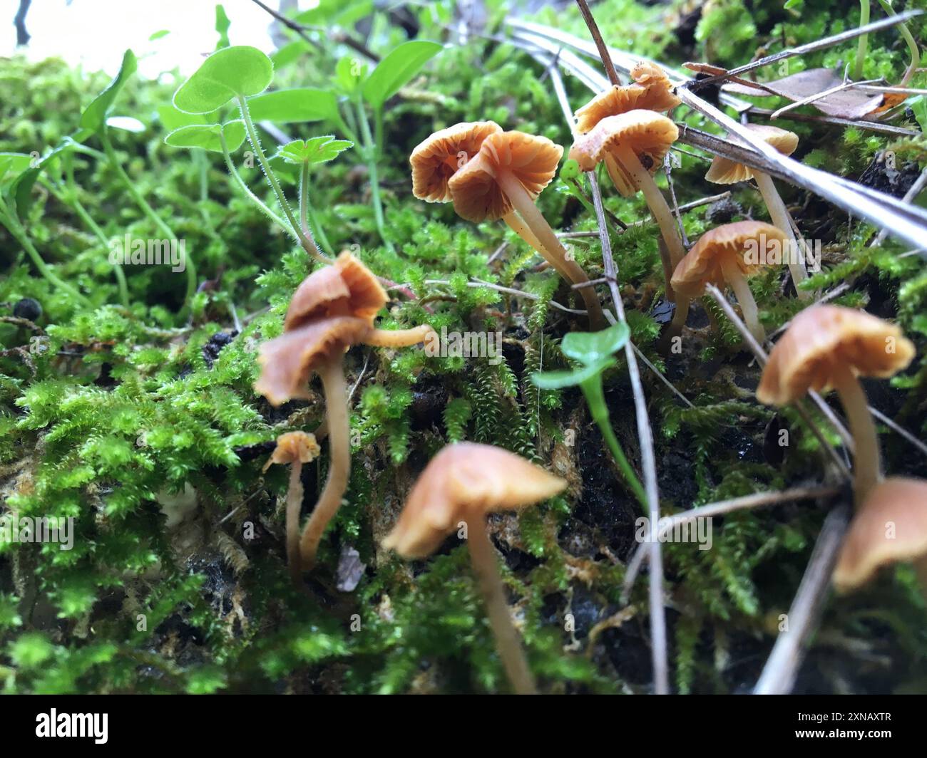 Moss Bells (Galerina) Fungi Stock Photo - Alamy