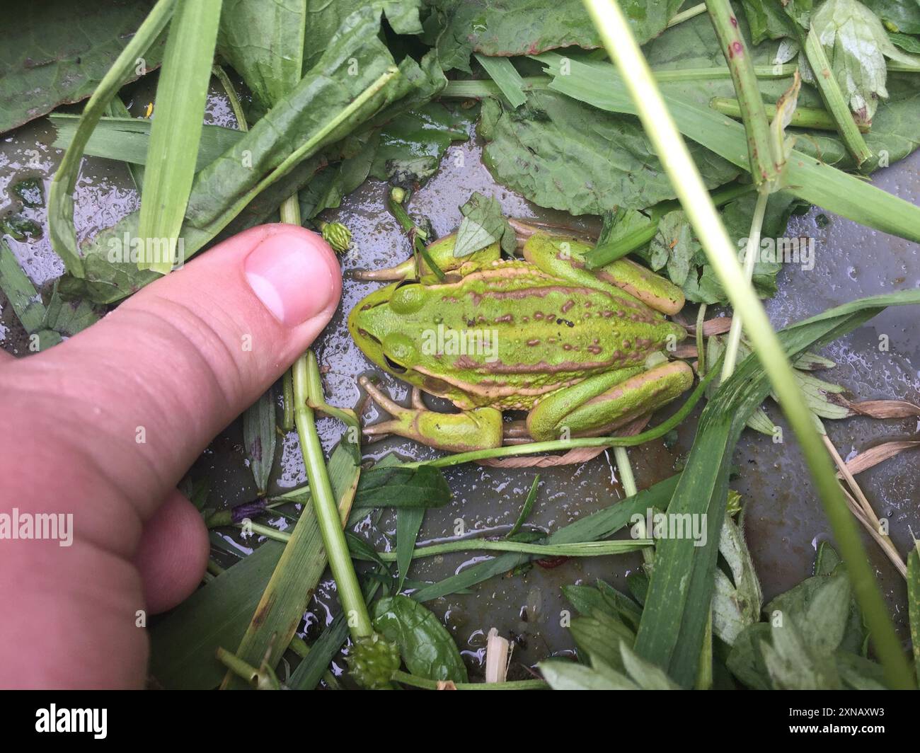 Southern Bell Frog (Ranoidea raniformis) Amphibia Stock Photo - Alamy