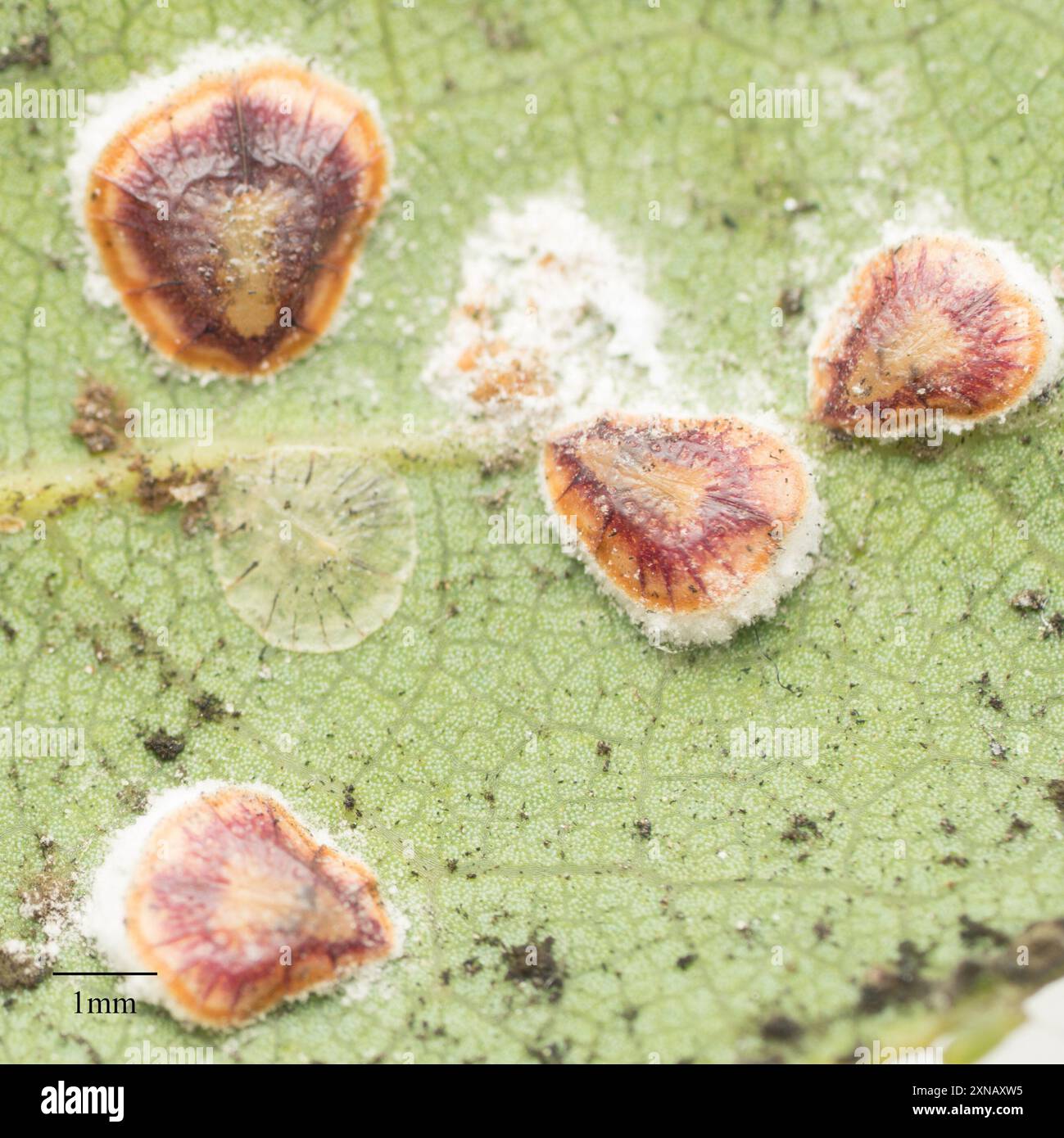 Pyriform Scale (Protopulvinaria pyriformis) Insecta Stock Photo - Alamy