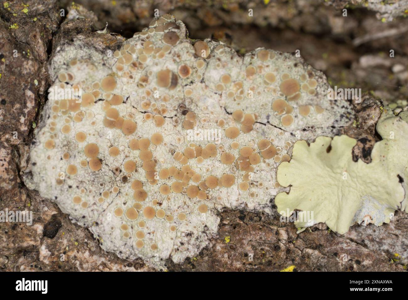 common lichens (Lecanoromycetes) Fungi Stock Photo - Alamy