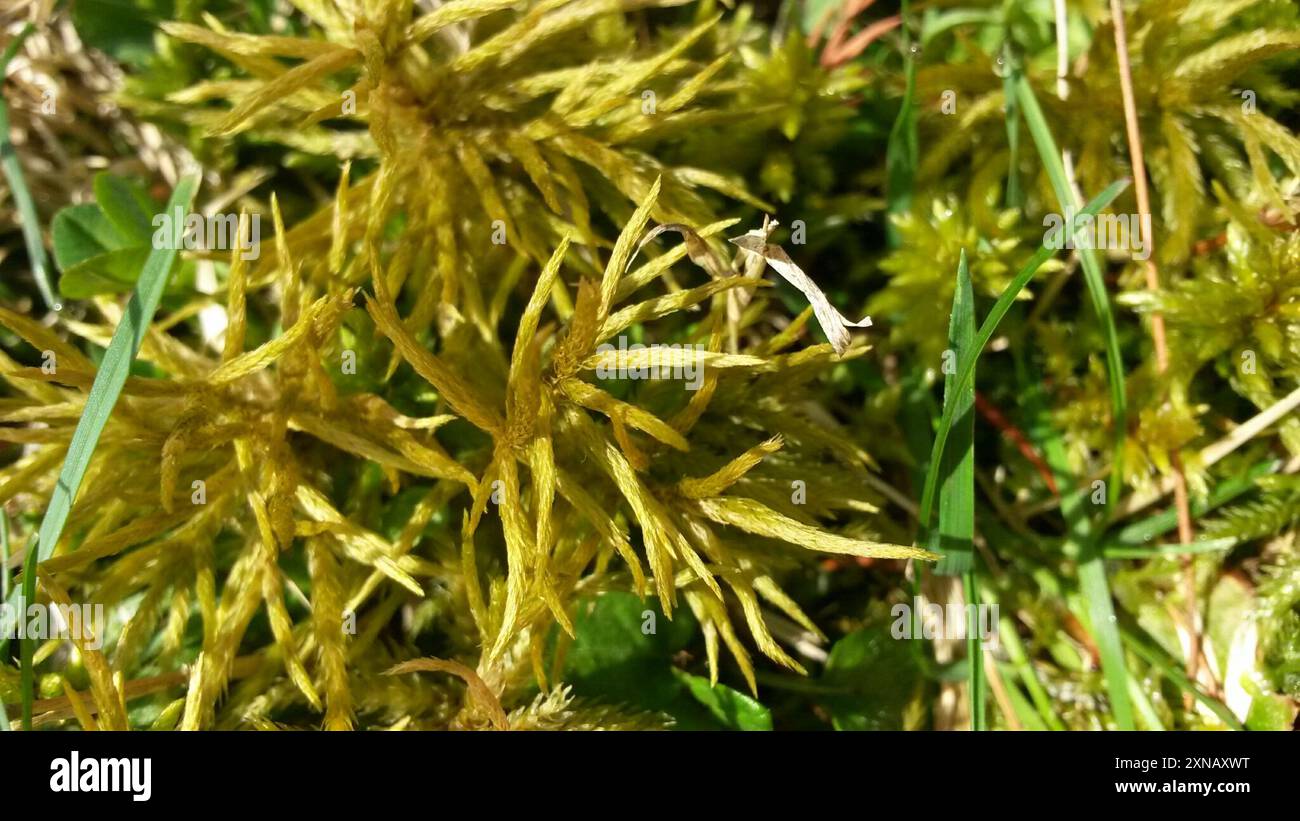 American Tree Moss (Climacium americanum) Plantae Stock Photo - Alamy