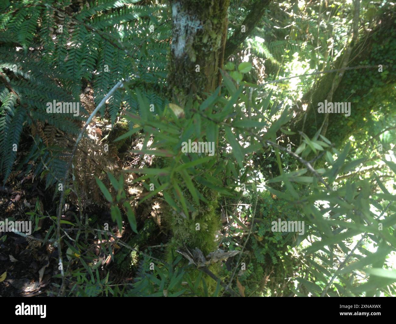Hall's totara (Podocarpus laetus) Plantae Stock Photo - Alamy