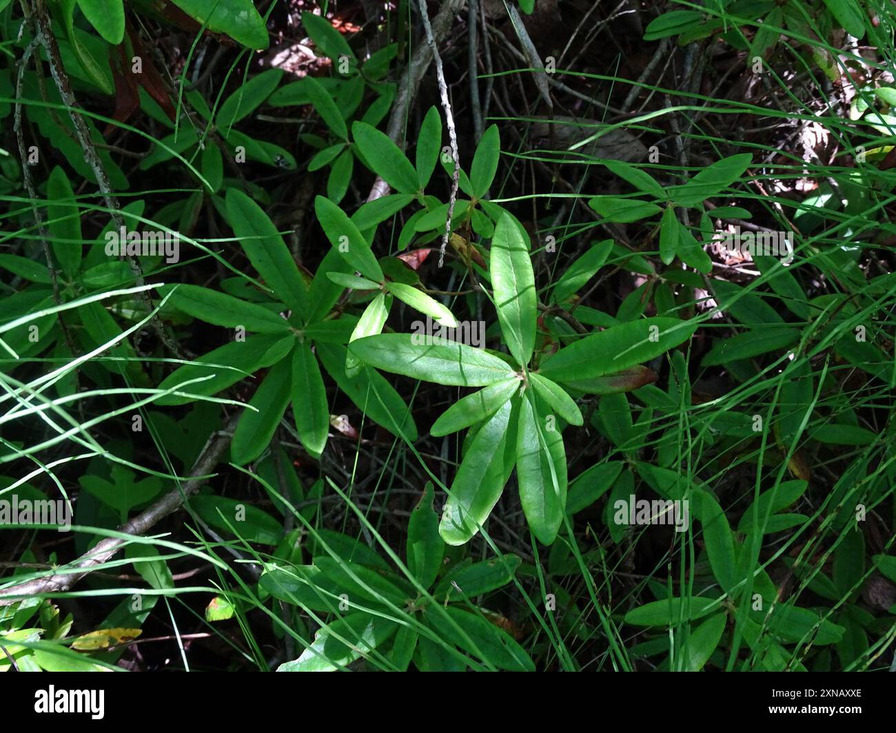Bog Labrador Tea (Rhododendron groenlandicum) Plantae Stock Photo - Alamy