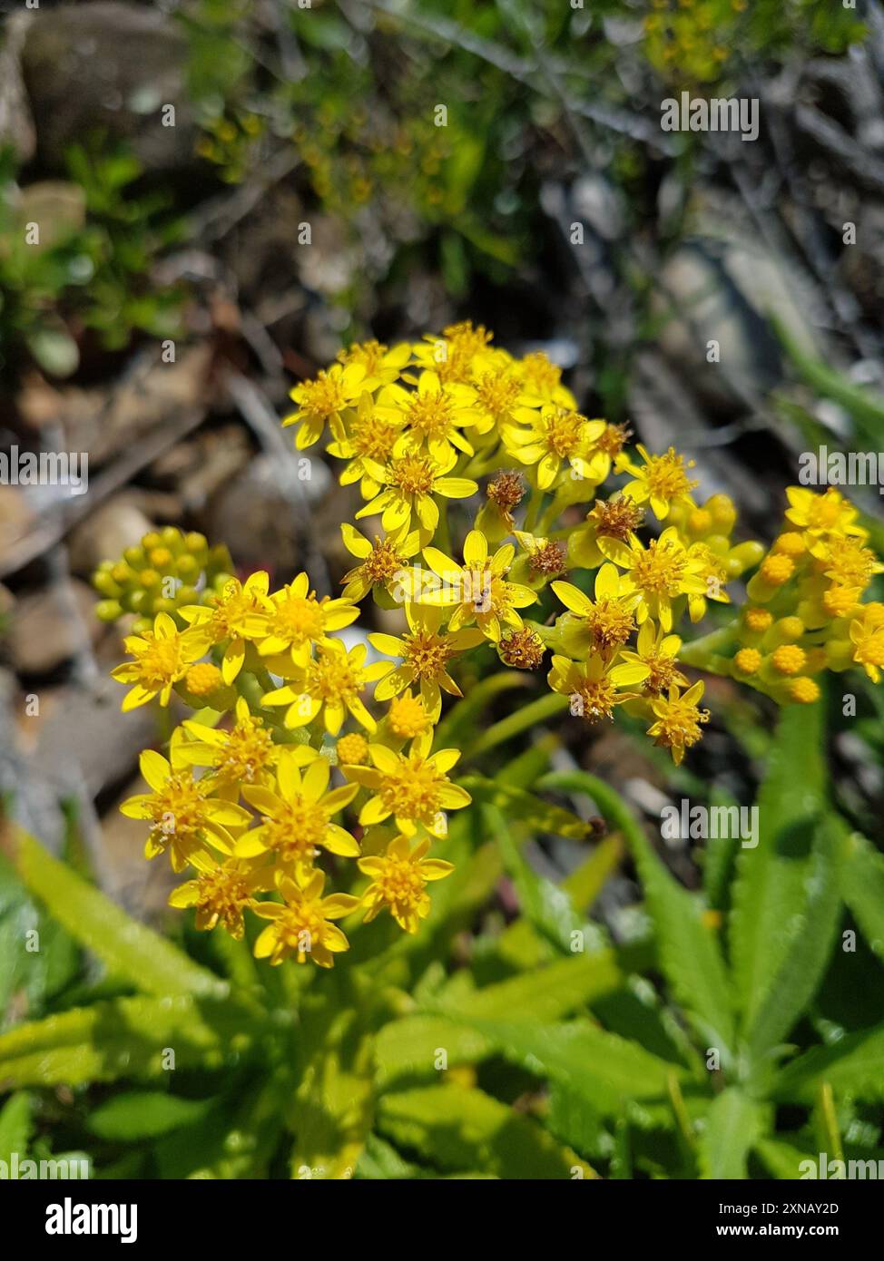 fireweed groundsel (Senecio linearifolius) Plantae Stock Photo - Alamy