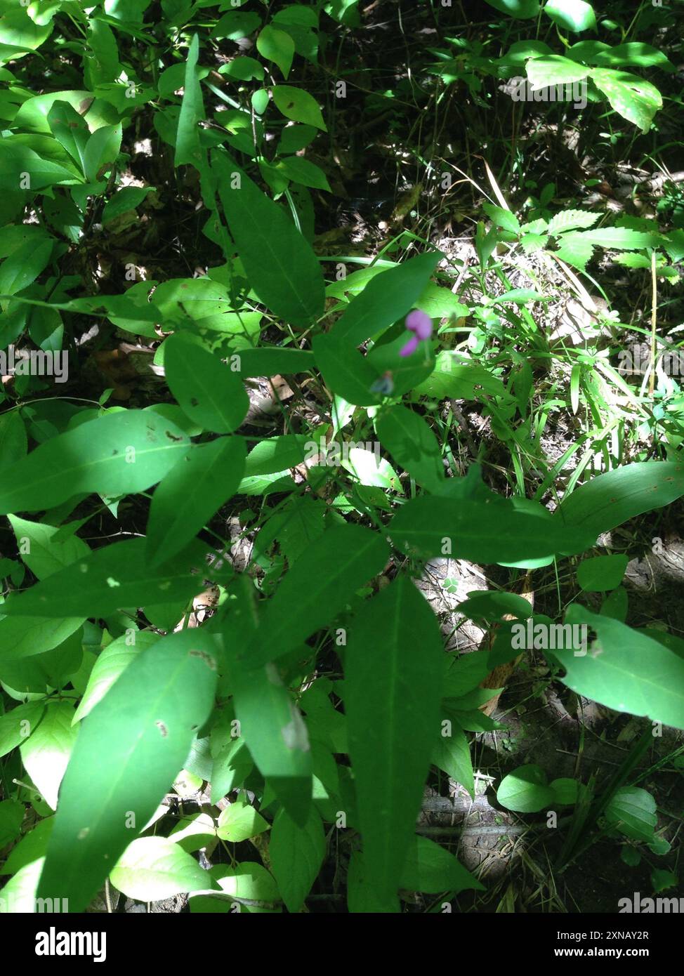 panicled ticktrefoil (Desmodium paniculatum) Plantae Stock Photo - Alamy