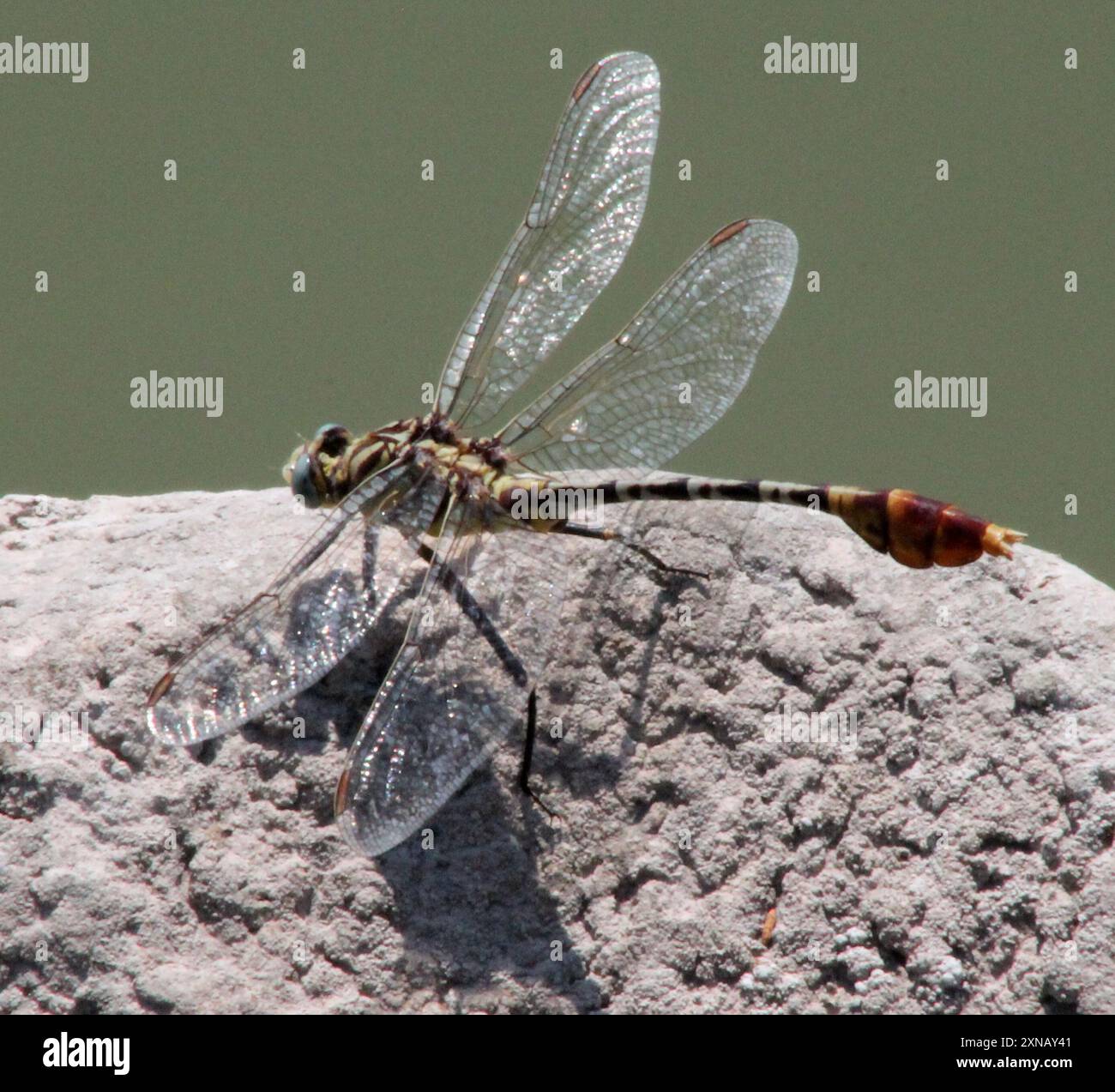 Flag-tailed Spinyleg (Dromogomphus spoliatus) Insecta Stock Photo - Alamy