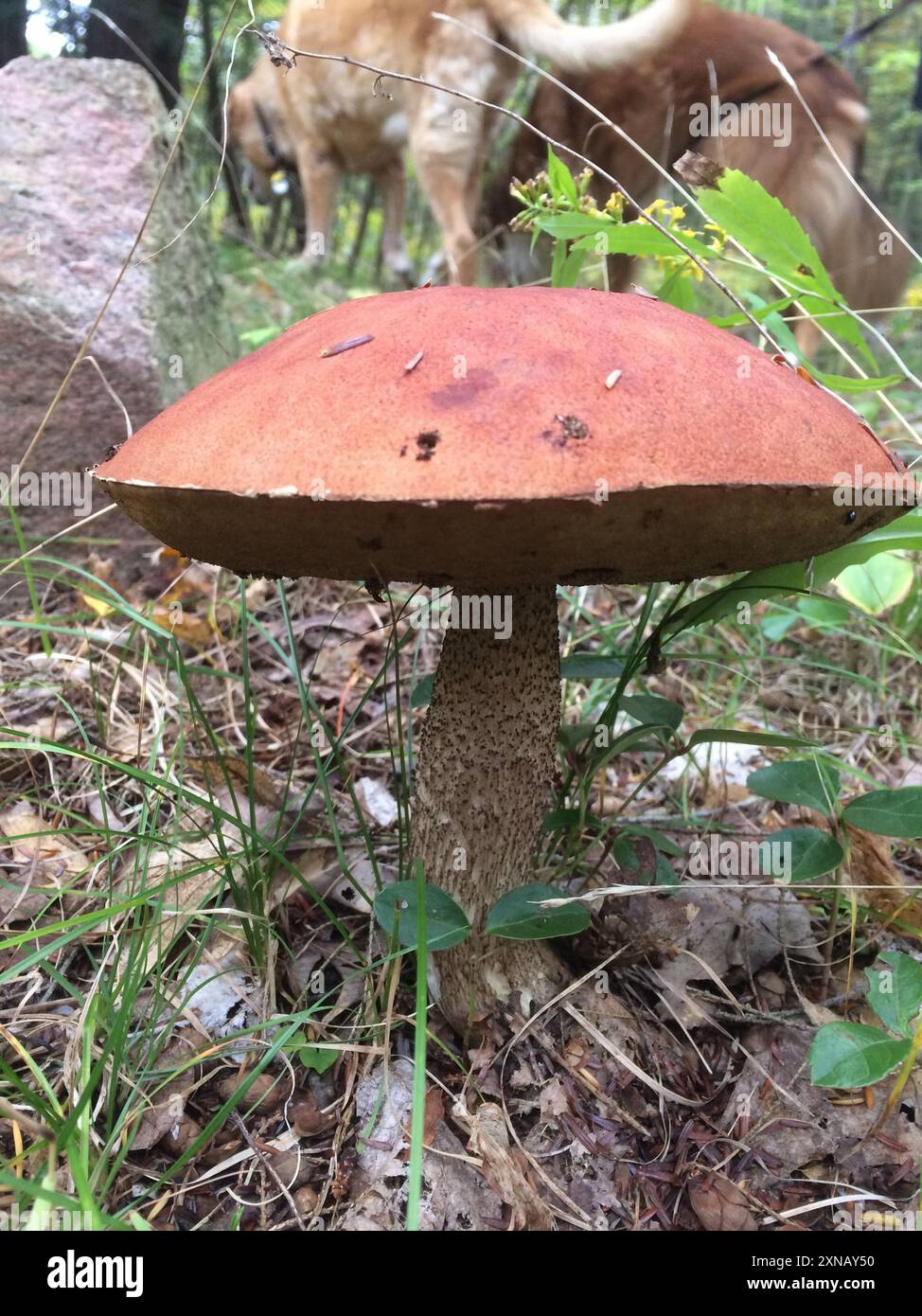 Red-capped Scaber Stalk (Leccinum aurantiacum) Fungi Stock Photo - Alamy