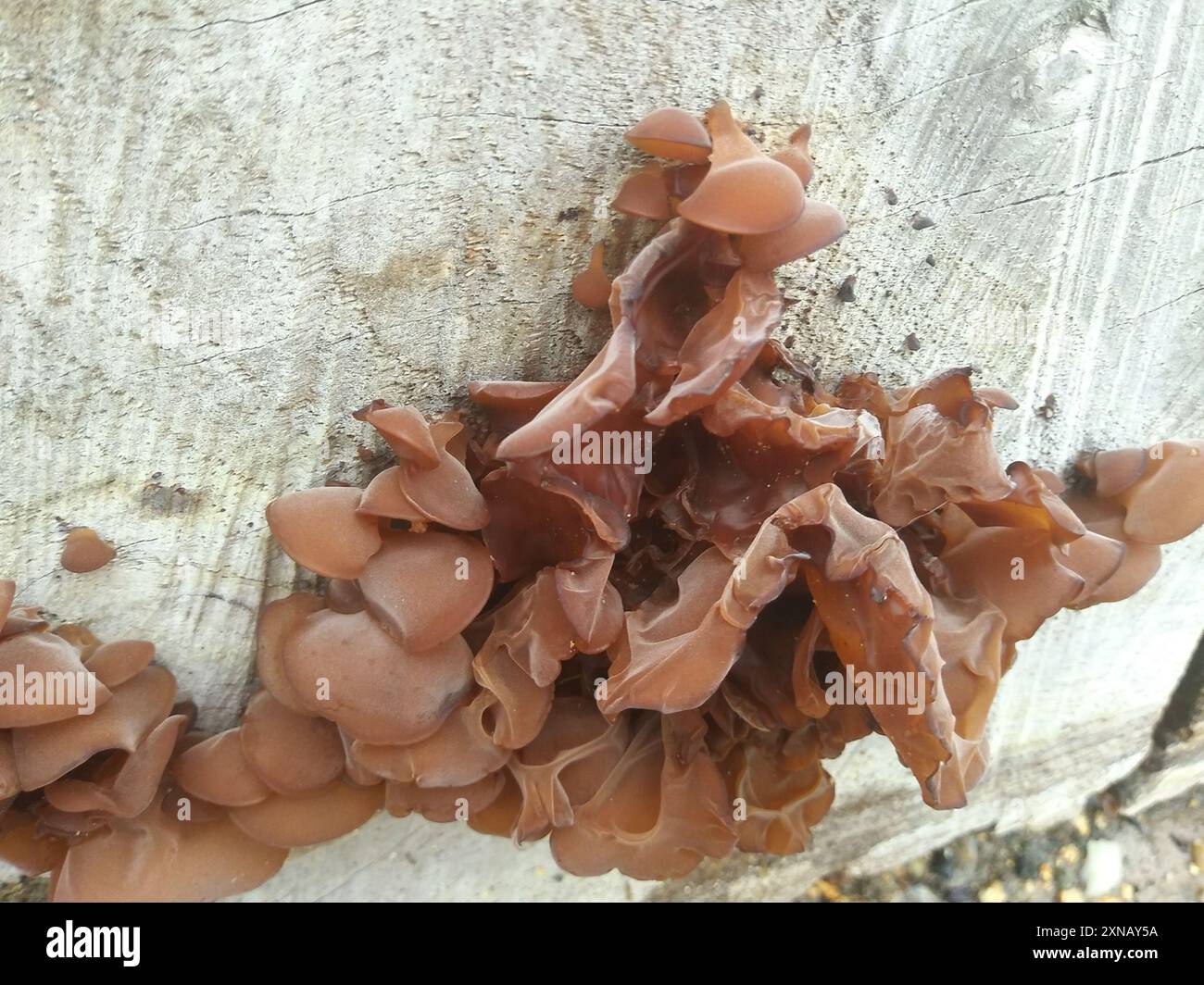 Wood ear fungi (Auricularia) Fungi Stock Photo - Alamy