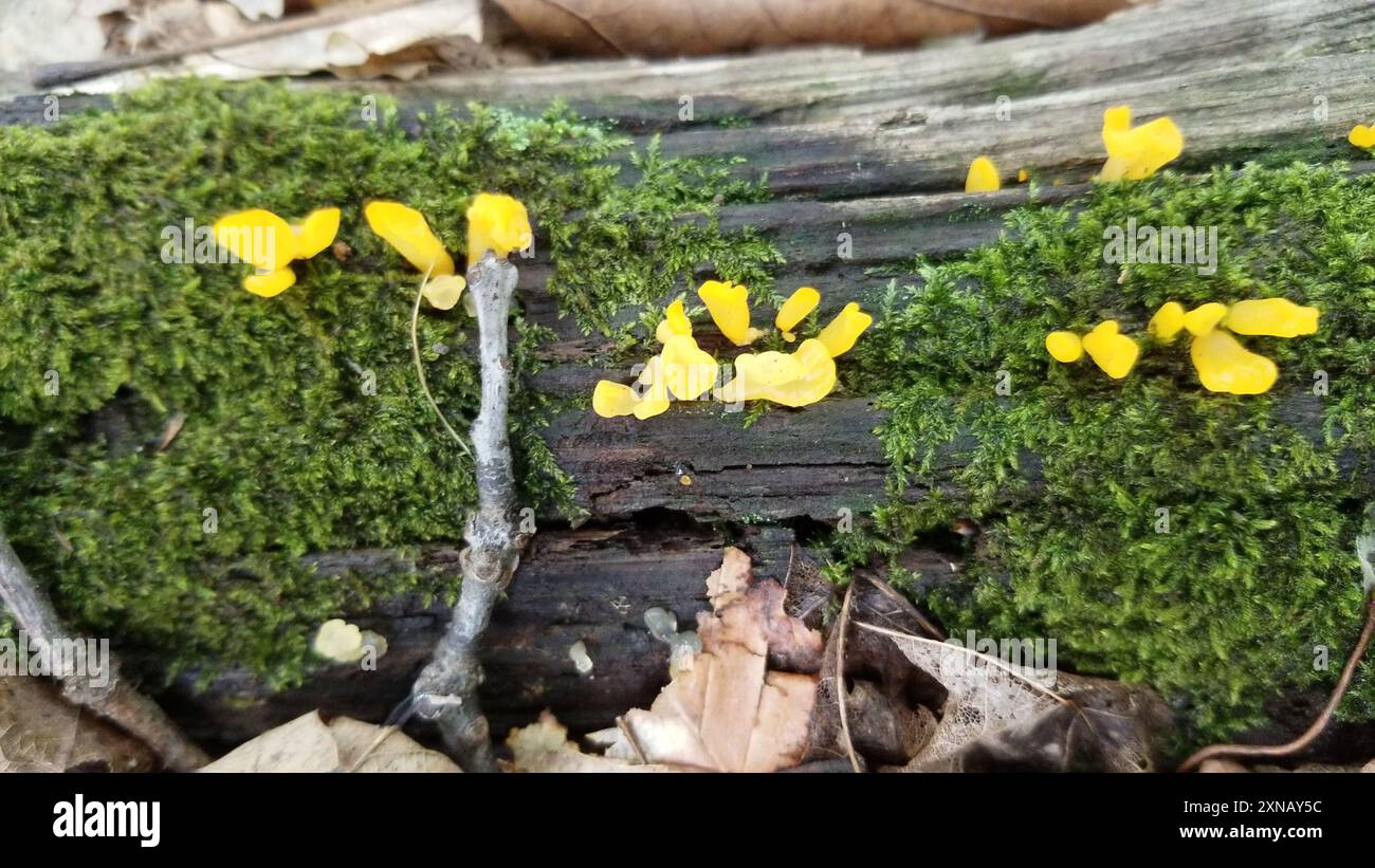 Fan shaped jelly fungi hi-res stock photography and images - Alamy