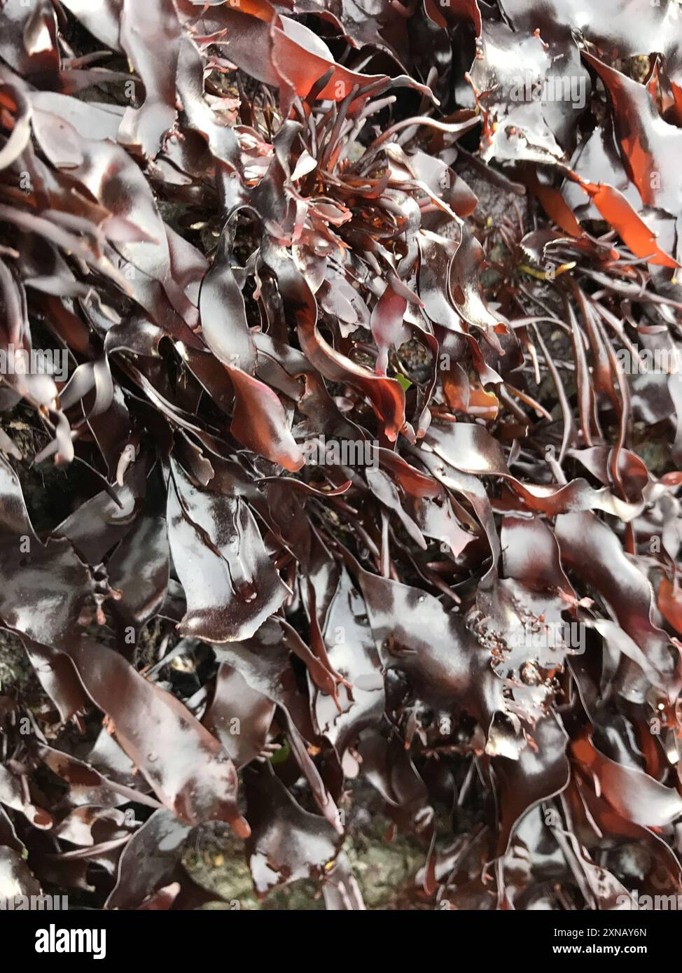 red algae (Rhodophyta) Plantae Stock Photo - Alamy