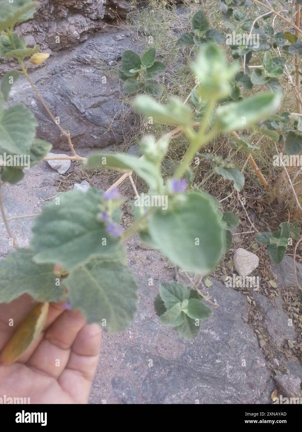 desert lavender (Condea emoryi) Plantae Stock Photo - Alamy