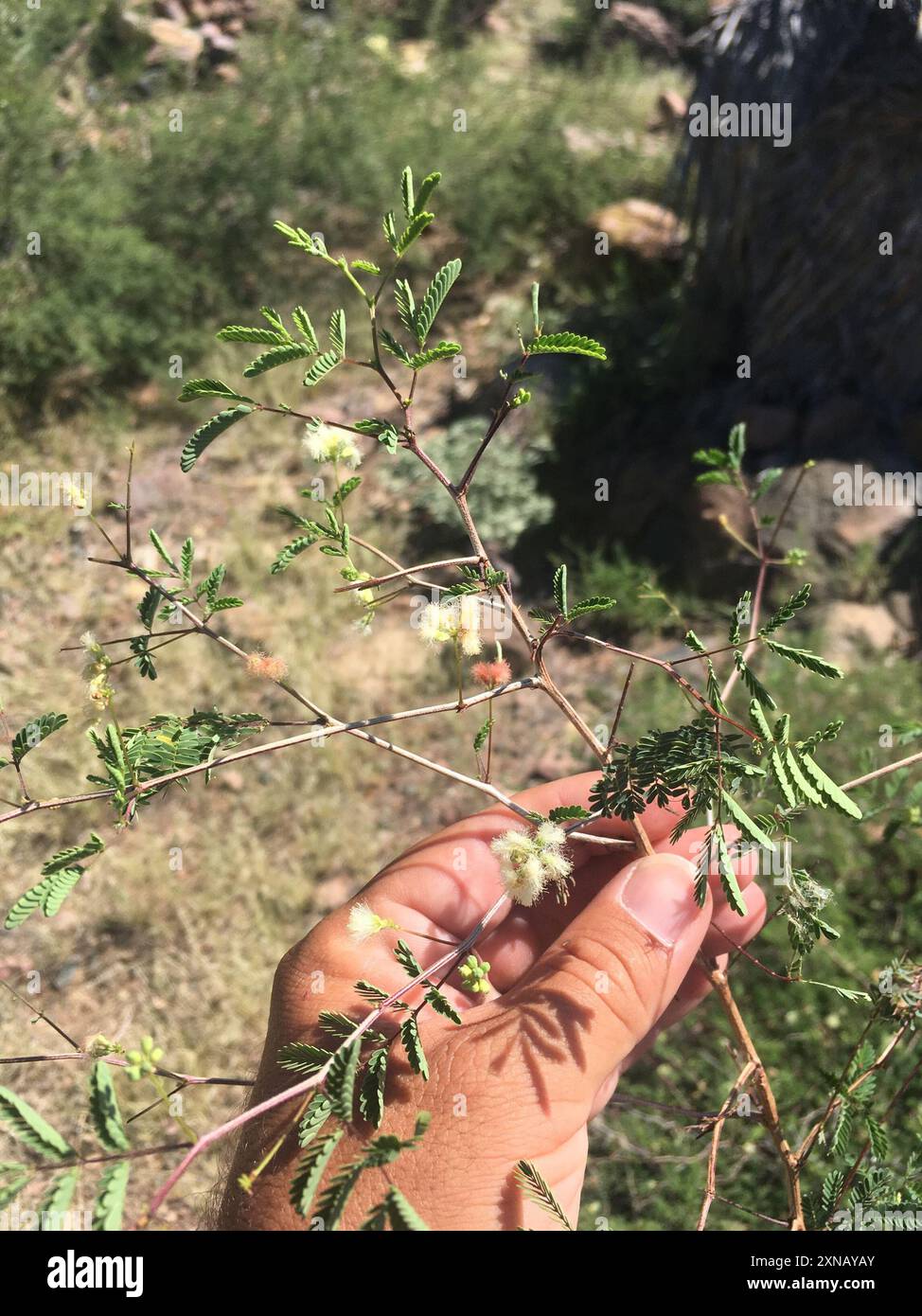 prairie acacia (Acaciella angustissima) Plantae Stock Photo - Alamy