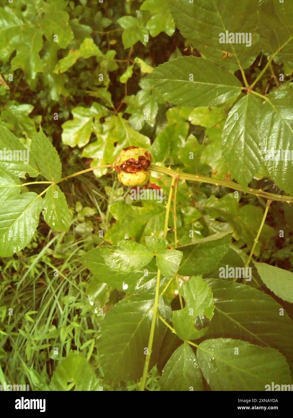Blackberry Knot Gall Wasp (Diastrophus nebulosus) Insecta Stock Photo ...