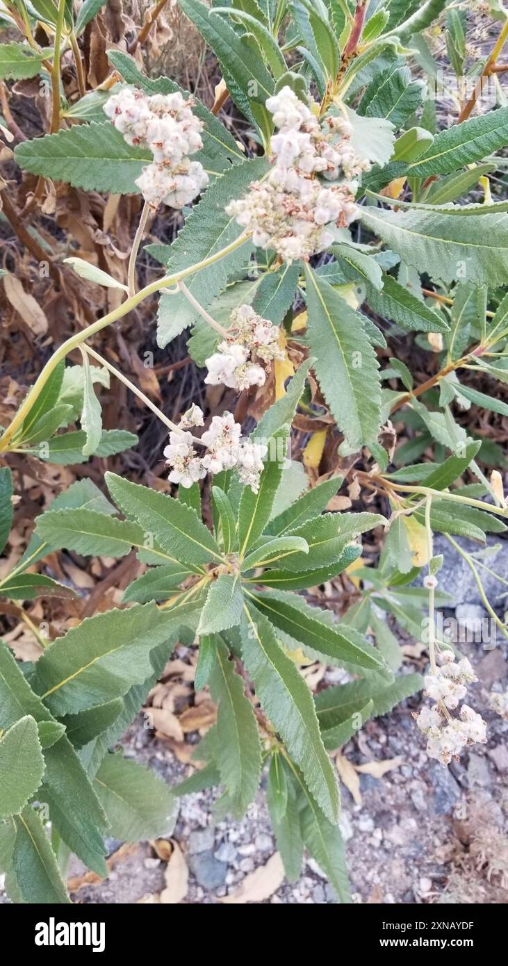 Thick-leaved Yerba Santa (Eriodictyon crassifolium) Plantae Stock Photo ...