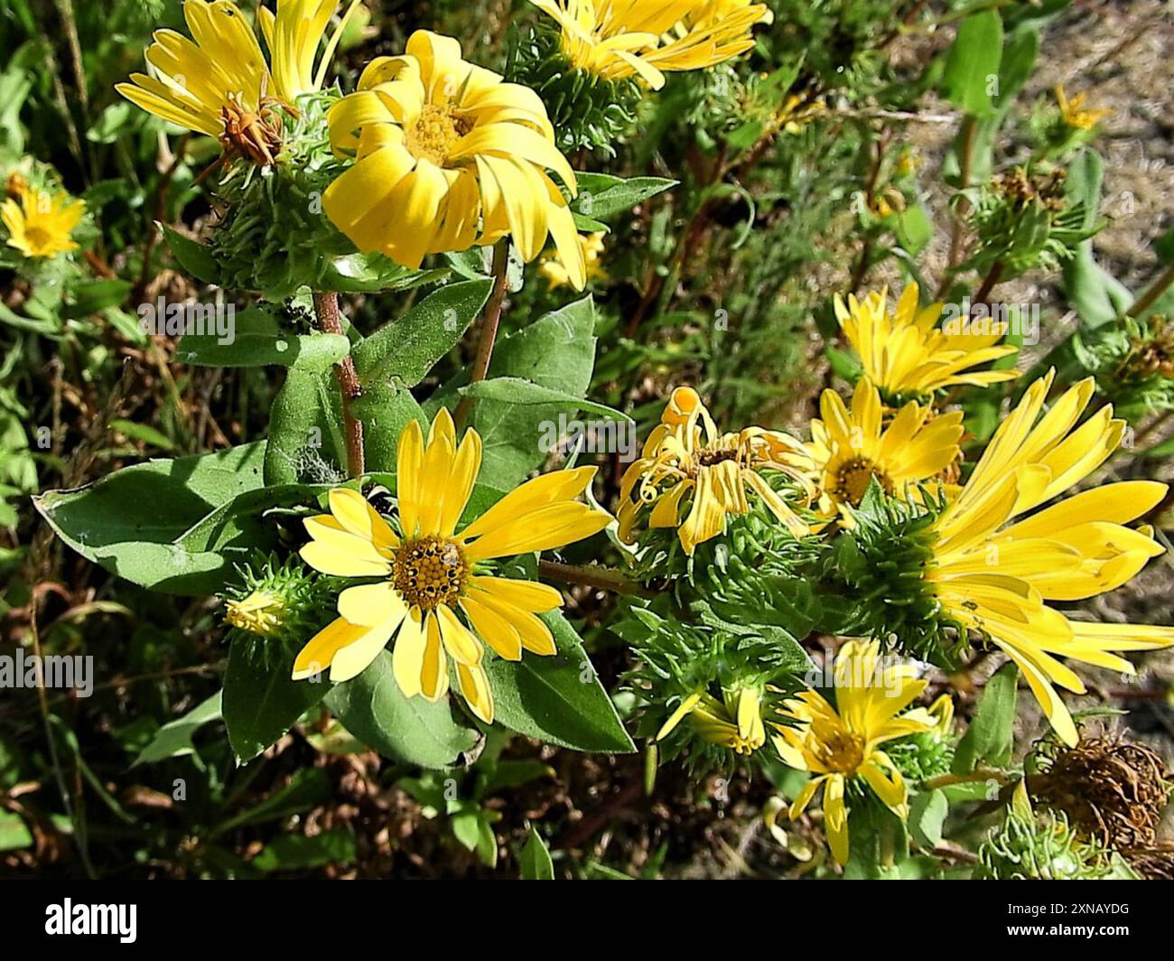 Oregon Gumplant (Grindelia stricta) Plantae Stock Photo - Alamy