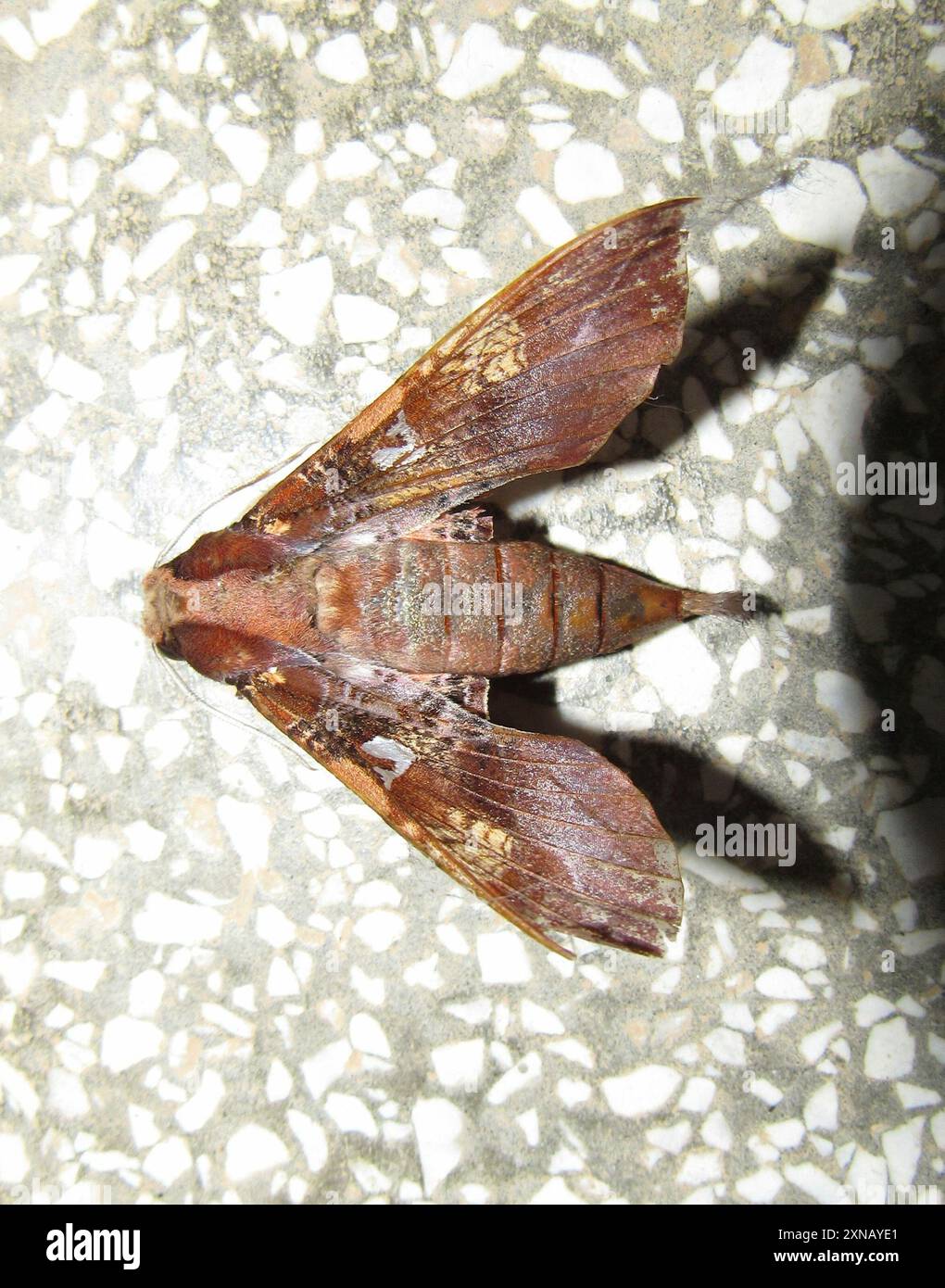 Inuus hi-res stock photography and images - Alamy